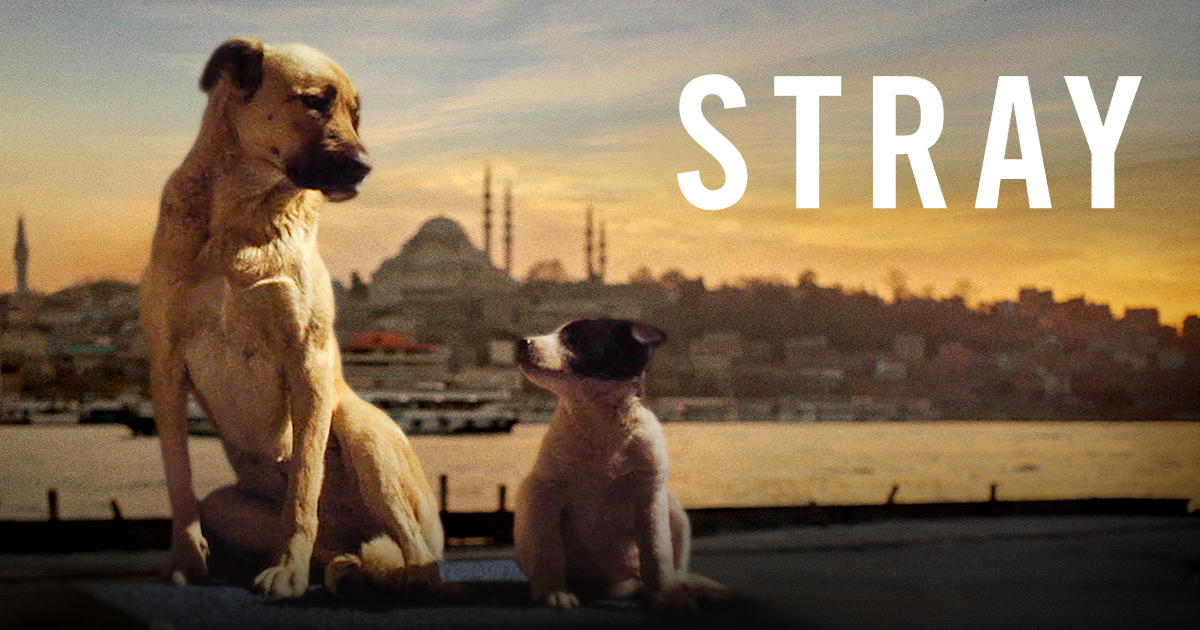 Stray - Watch it Now